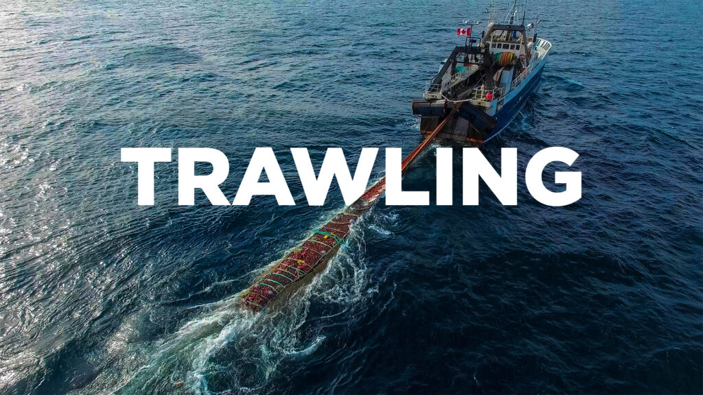 Ocean Impact | Trawling